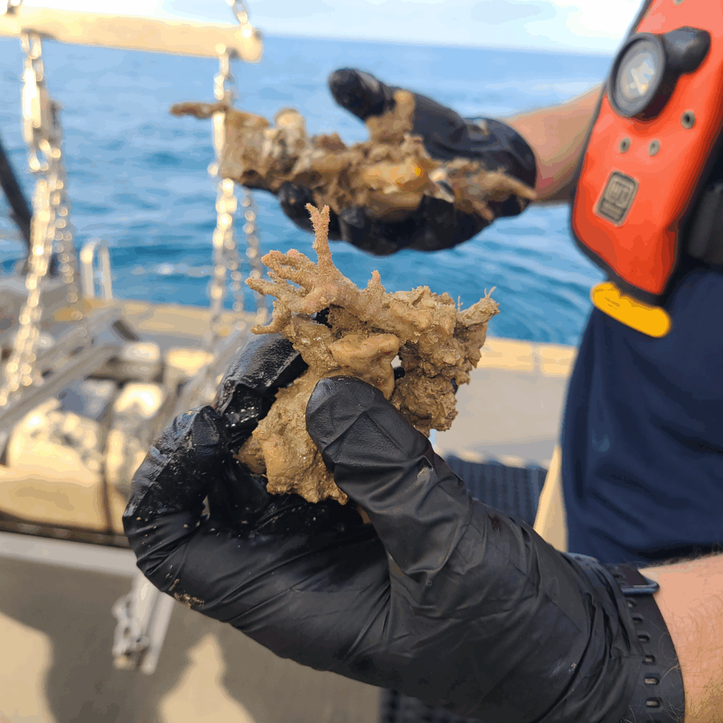 MPRSA Section 103 Evaluation, Mayagüez Waterfront Industrial ...